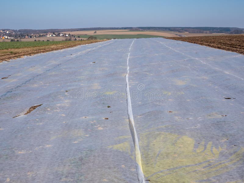 Field is Covered with a Foil in Spring To Protect the Plants Stock ...