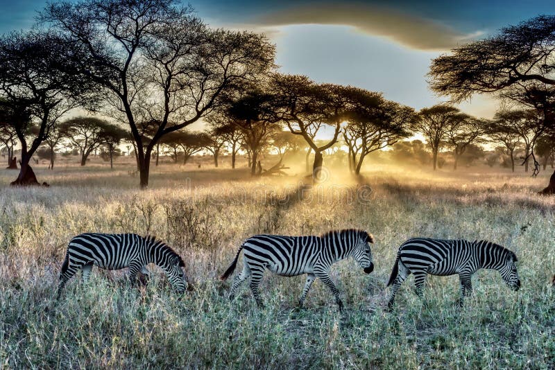 Zebras Under Tree Stock Photos - Free & Royalty-Free Stock Photos from ...