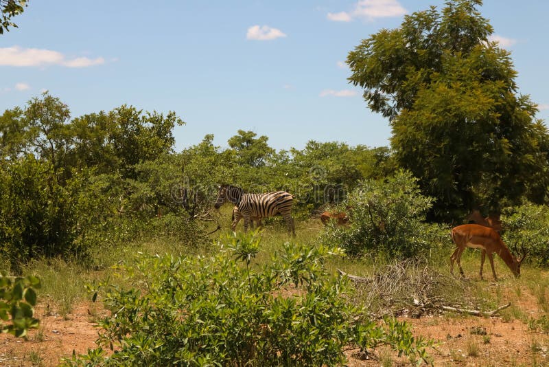 Field Covered in Greenery Surrounded by Exotic Animals Under the ...