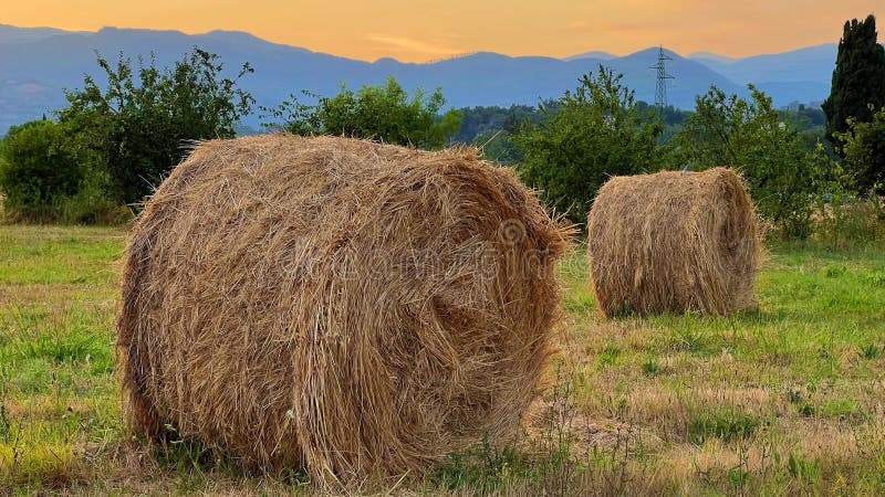 Field Covered with Hay Rolls with Mountains in the Background Stock ...