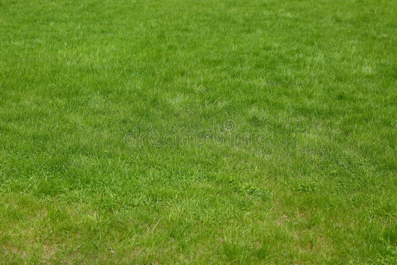 Field Covered with Low Green Grass Stock Photo - Image of field, lawn ...