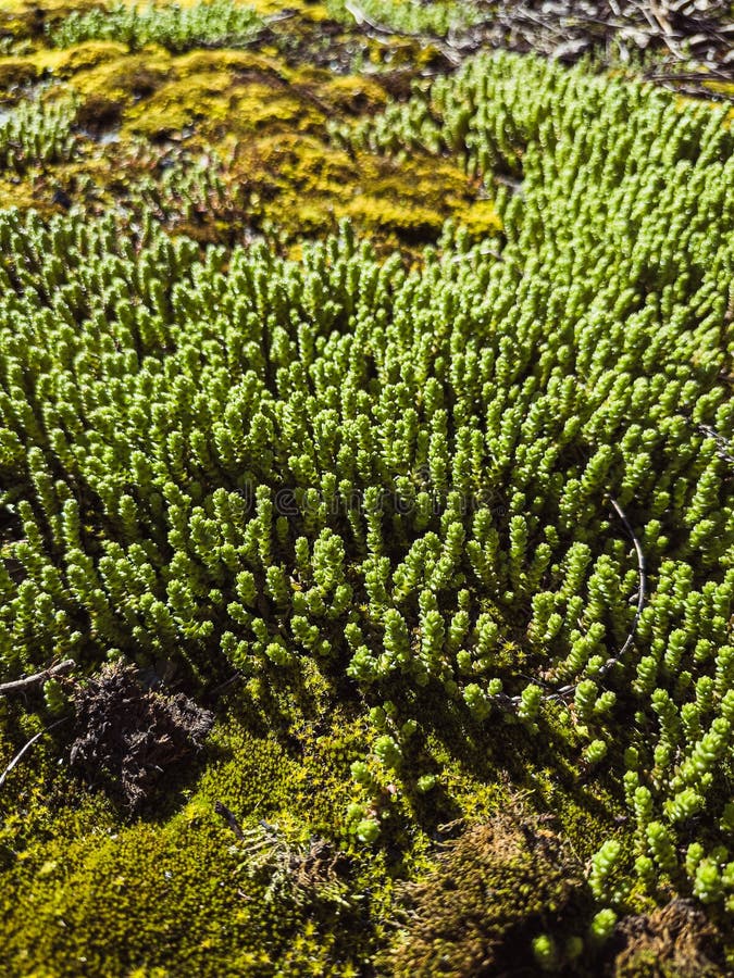 Field Covered with Moss in Summer, Bryophytes Stock Image - Image of ...
