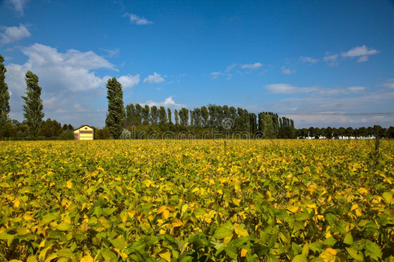 Field Covered by Plants in the Countryside in Autumn Stock Image ...