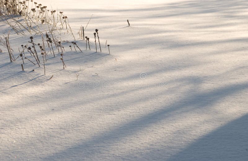 Field Covered in the Snow and Grass Under the Sunlight and Tree Shadows ...