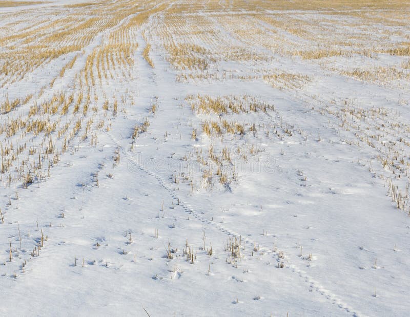 Field covered with snow stock photo. Image of covered - 64683178