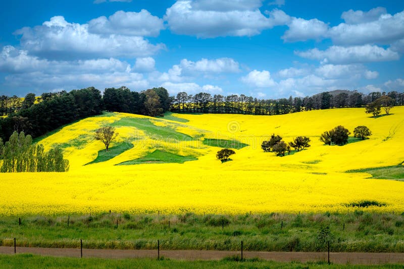 Field Covered in Yellow Flowers on a Hill in the Countryside Stock ...