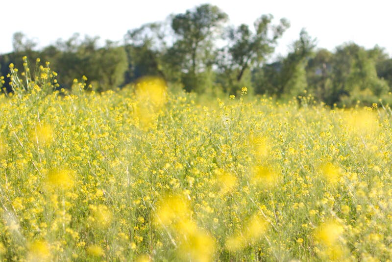 The Field is Covered with Yellow Flowers. Stock Photo - Image of ...