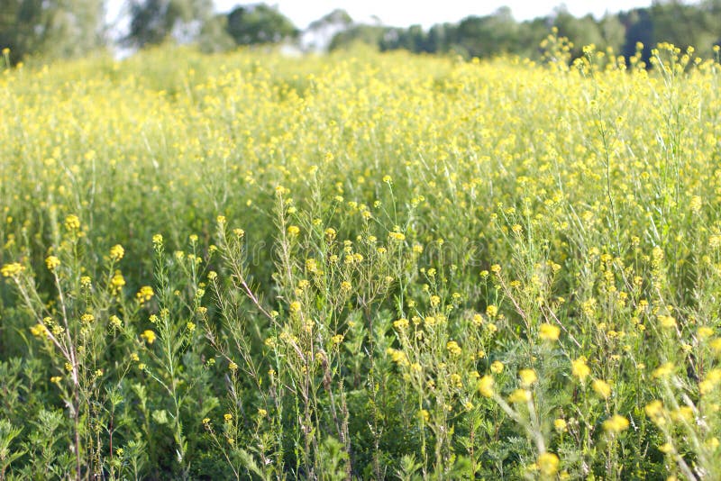 The Field is Covered with Yellow Flowers Stock Photo - Image of plant ...