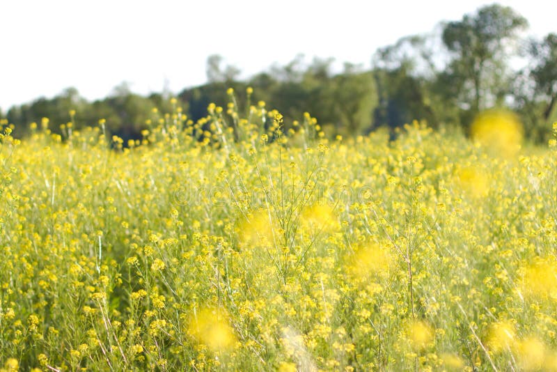 The Field is Covered with Yellow Flowers Stock Photo - Image of ...