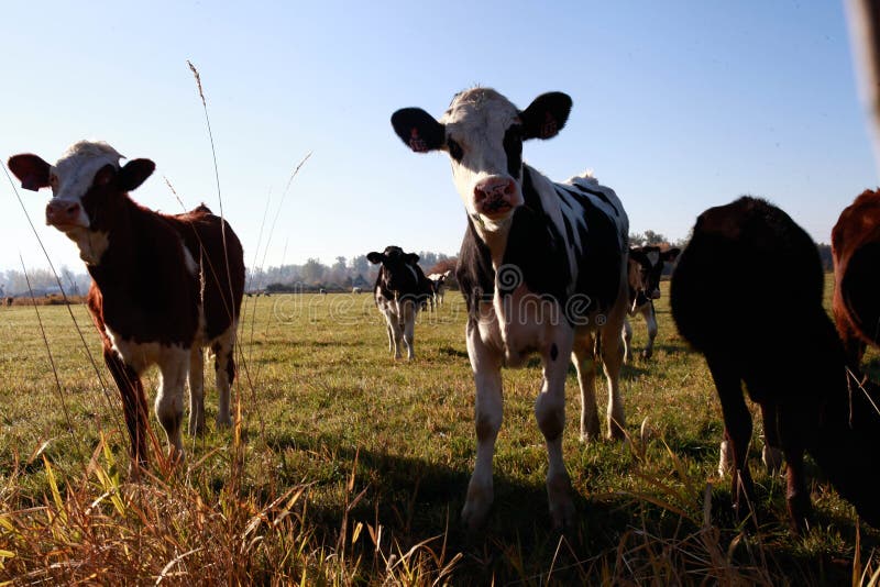 Field of cows stock photo. Image of rises, camera, cows - 159395836