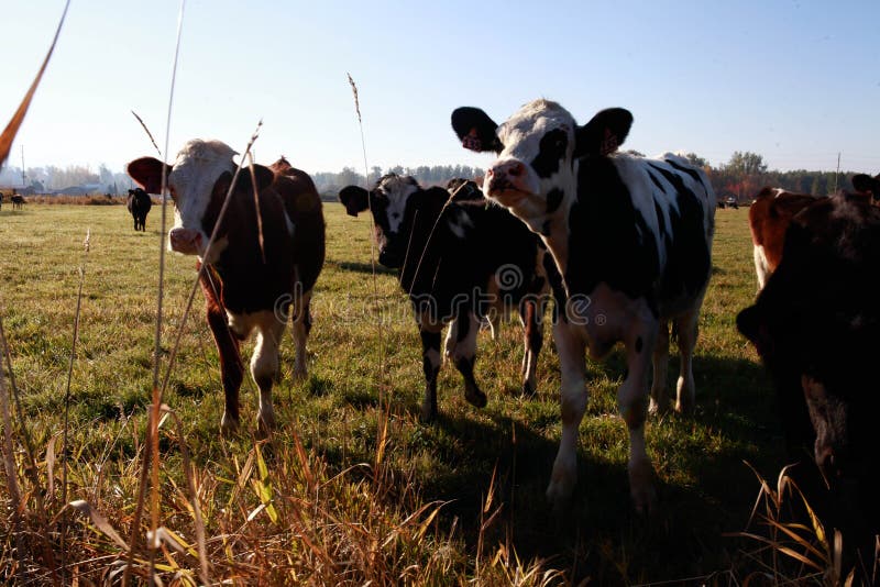 Field of cows stock photo. Image of field, rises, cows - 159395934