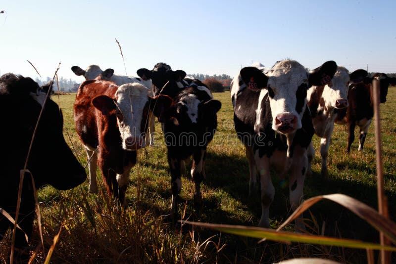 Field of cows stock photo. Image of approacingbthw, camera - 159396072