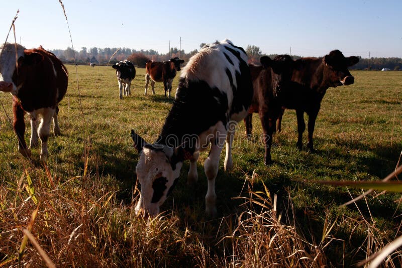 Field of cows stock image. Image of cows, field, approacingbthw - 159395761