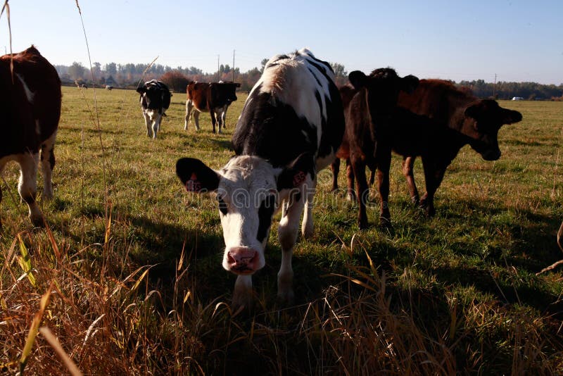 Field of cows stock photo. Image of approacingbthw, field - 159395776