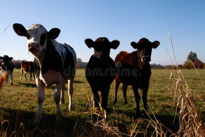 Field of cows stock photo. Image of field, camera, cows - 159395784