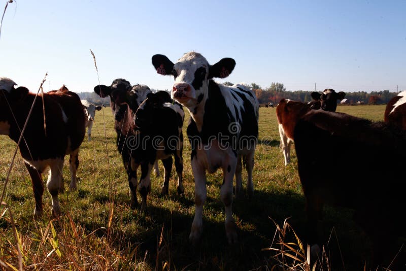 Field of cows stock image. Image of rises, field, approacingbthw ...