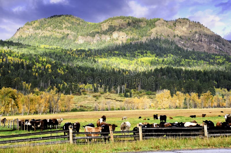 Field of cows in fall stock image. Image of animals, staring - 17323295