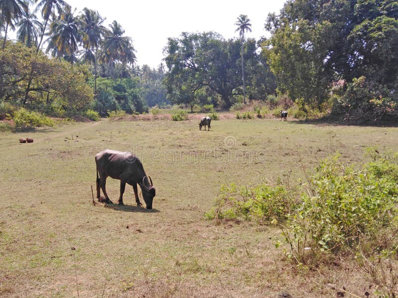 Field with Cows in Goa, India Stock Photo - Image of field, hotel ...