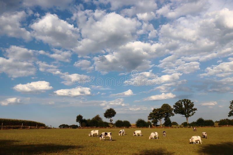 Field of cows stock photo. Image of eating, country - 196456420
