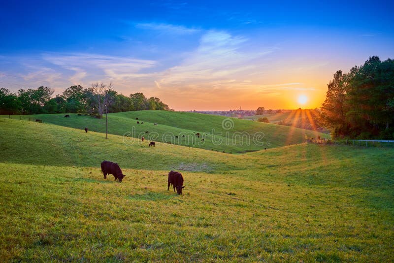 14,675 Cattle Sunset Stock Photos - Free & Royalty-Free Stock Photos ...