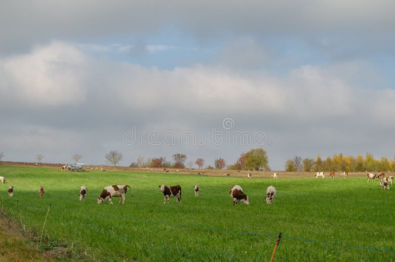 Field with cows stock image. Image of grass, hill, cloudy - 282010785