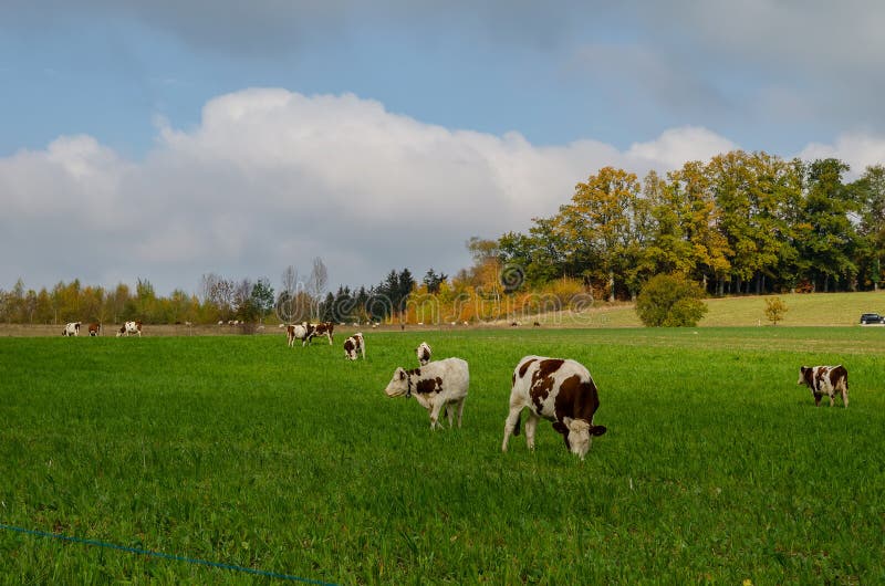 Field with cows stock image. Image of grassland, farm - 282587833