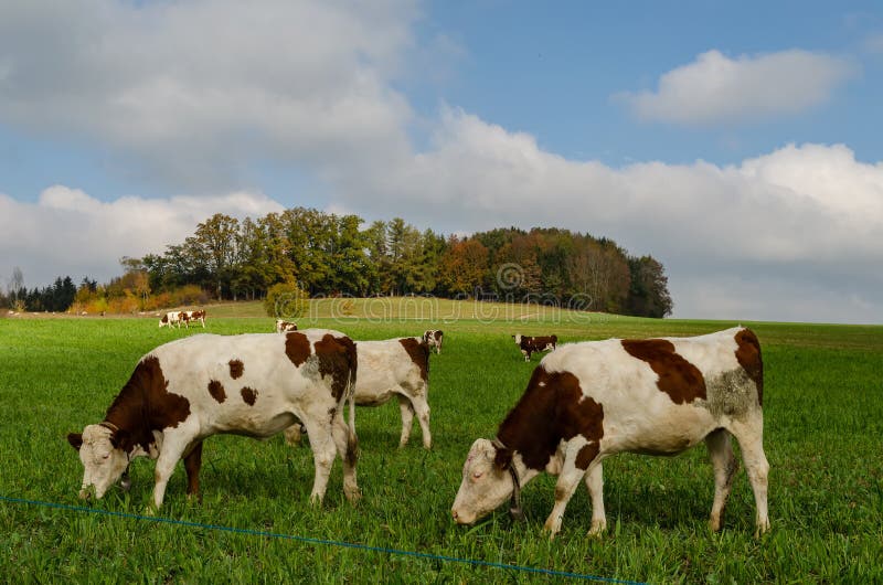 Field with cows stock image. Image of cows, fields, lawn - 282587861