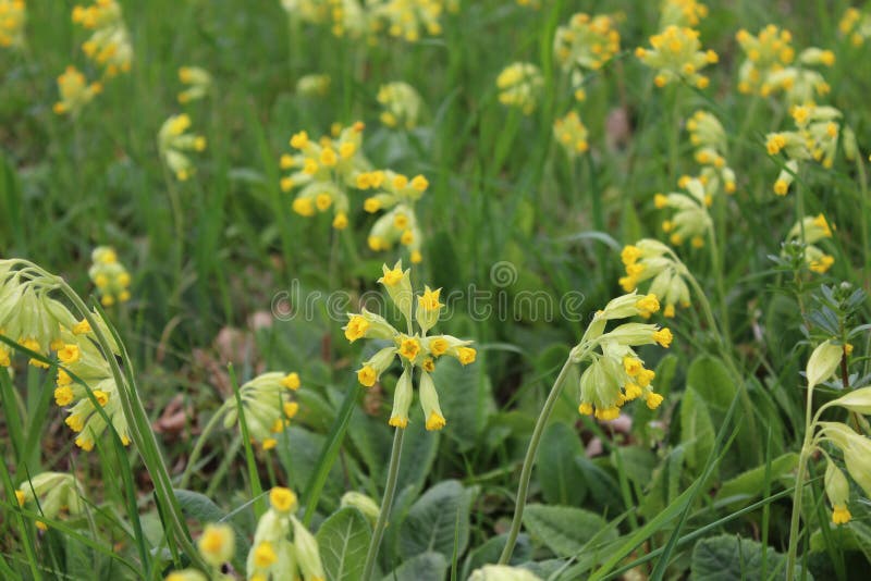 Field of cowslips stock image. Image of cowslips, flower - 145708833