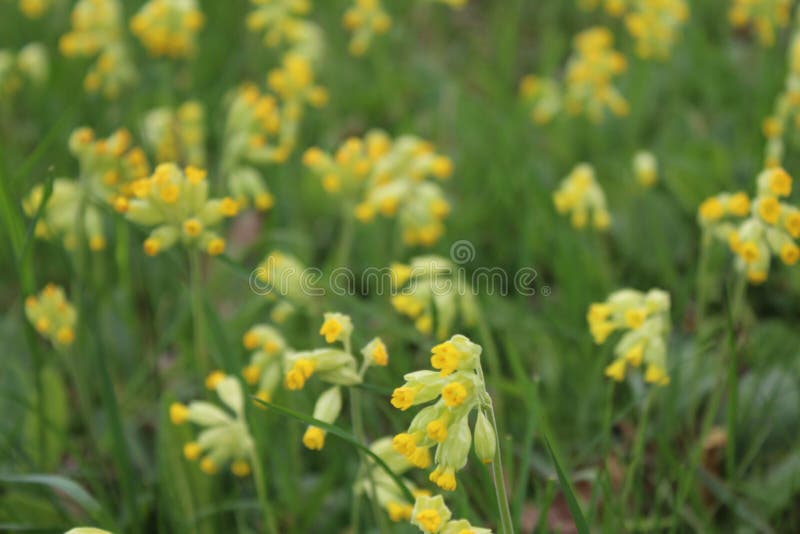 Field of cowslips stock image. Image of cowslips, flower - 145708833