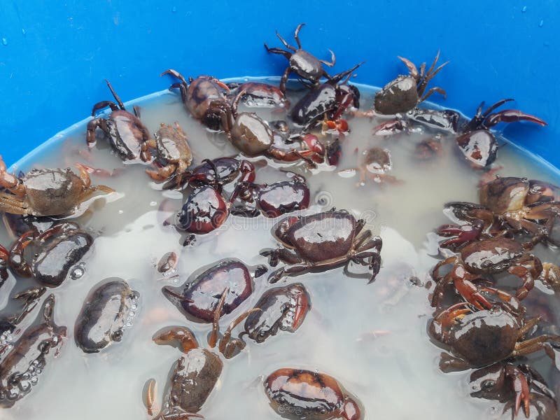Field crab in basin stock image. Image of natural, close - 107853323