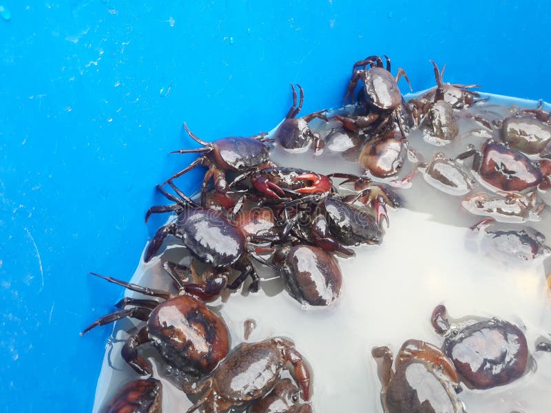 Field crab in basin stock photo. Image of plastic, rice - 110442320