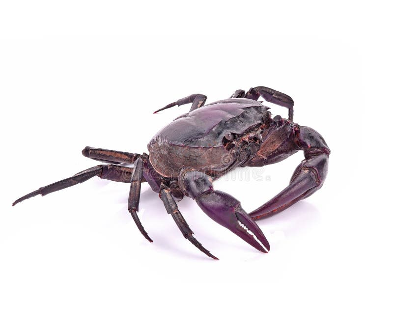 Field Crab Fresh on White Background Stock Photo - Image of white ...