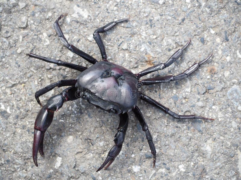 Field crab Freshwater stock photo. Image of rice, white - 93857576