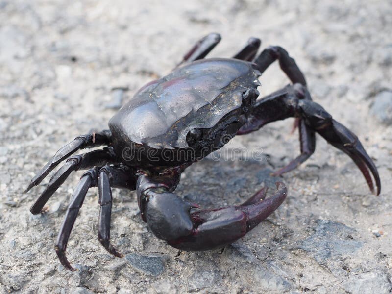 Field crab Freshwater stock image. Image of natural, remains - 93857595