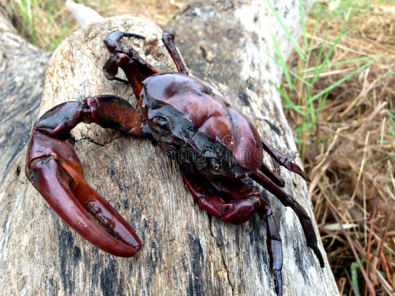 Field crab stock photo. Image of king, diet, animal, food - 20978926