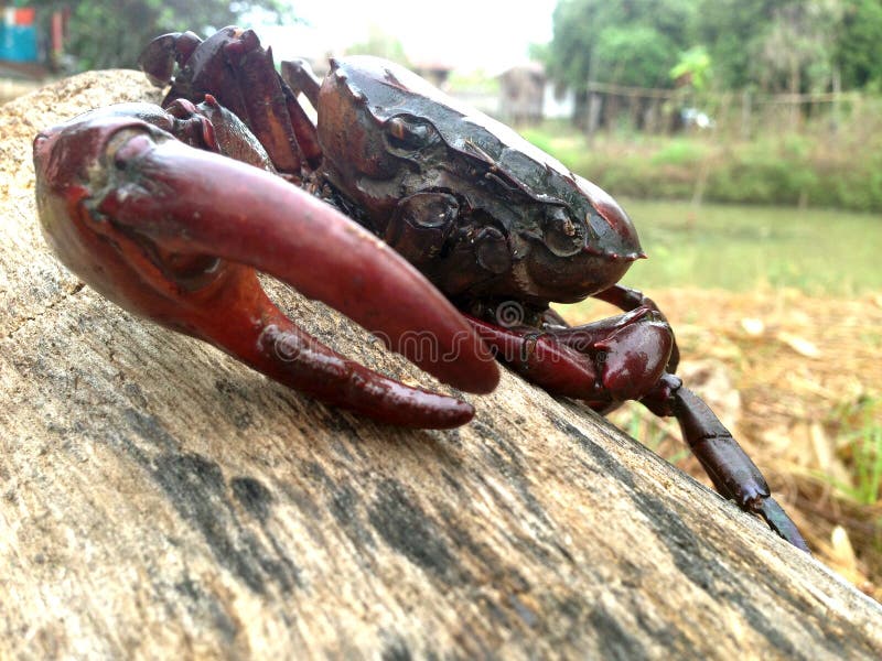 Field crab on rice field. stock photo. Image of season - 108556012