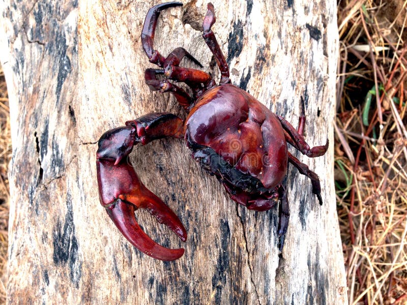 Field Crab In Rice Farmer Thailand Stock Photo - Image of field, cirrus ...