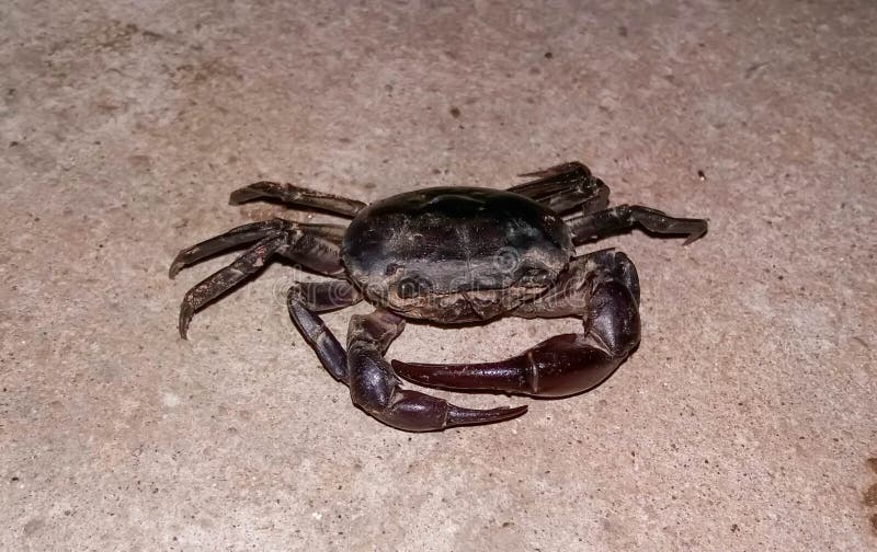 Field crab stock image. Image of black, walk, close, life - 73261923