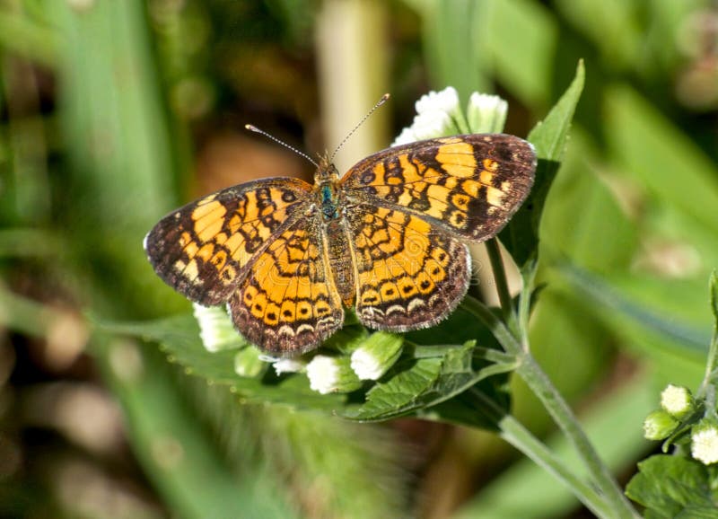 Crescent Butterfly, Genus Phyciodes Stock Photo - Image of beauty ...