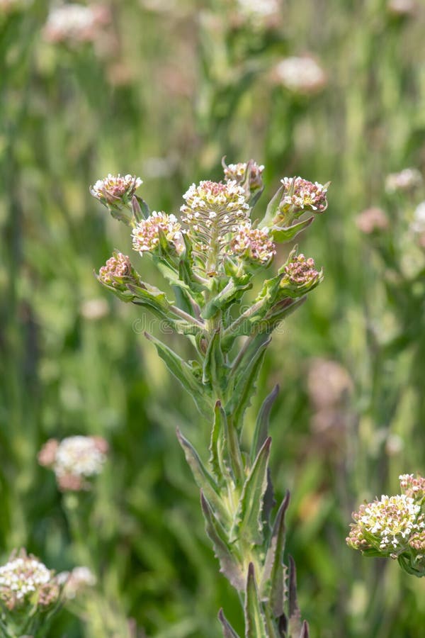 Lepidium Campestre - Wild Flower Stock Image - Image of species ...
