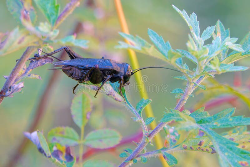225 Orthopteran Insects Stock Photos - Free & Royalty-Free Stock Photos ...