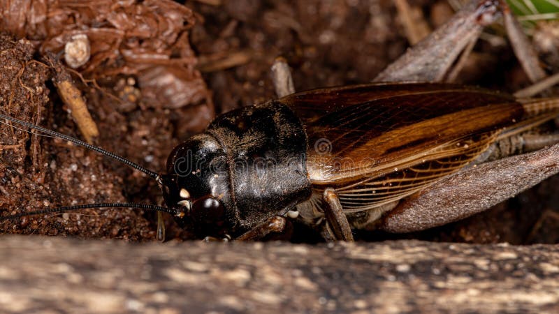 Field Cricket stock image. Image of closeup, field, garden - 195708539