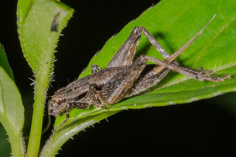 Field Cricket Insect stock image. Image of plant, macro - 76977611