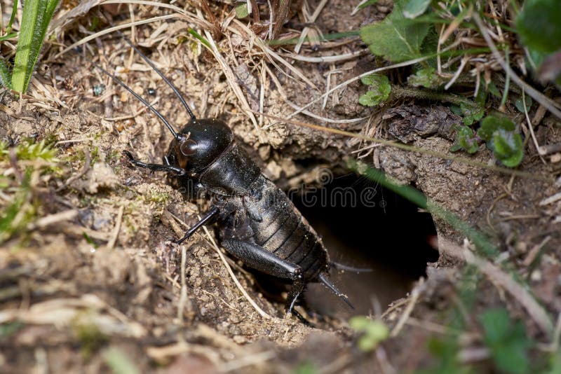 Field Cricket Outside the Burrow Stock Image - Image of entrance ...