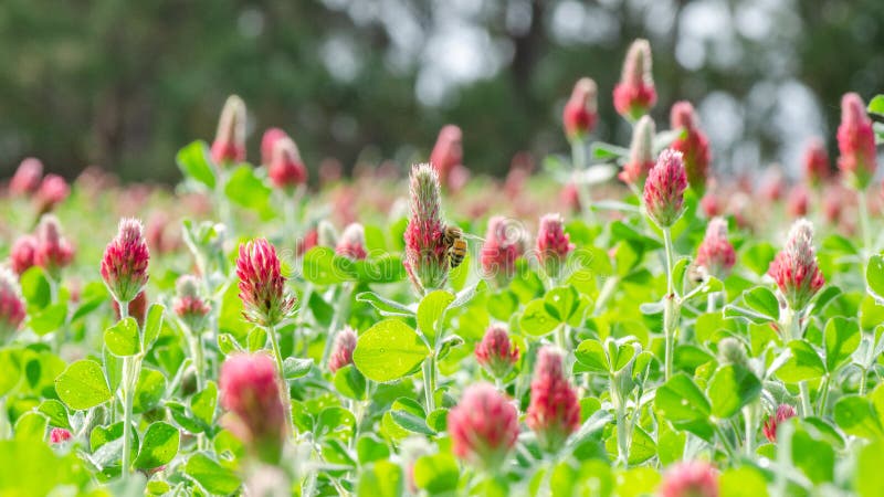A Field of Crimson Clover in Spring Stock Photo - Image of leaves ...