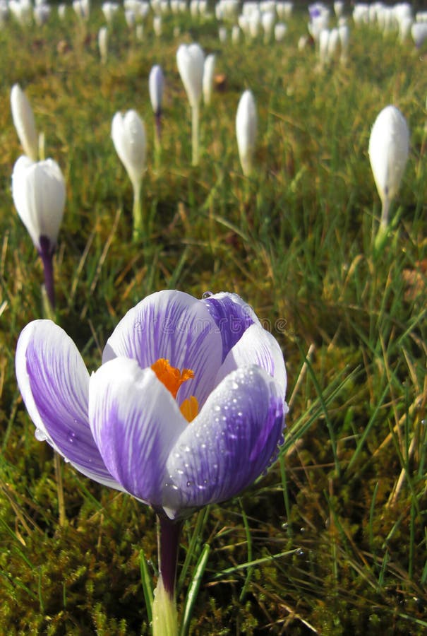 Field of crocus stock image. Image of morning, purple - 8551693