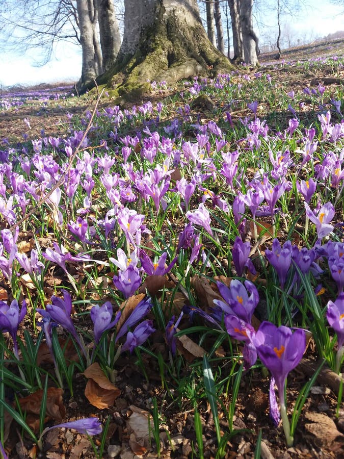 Field of Crocuses stock image. Image of tree, crocus - 89295821