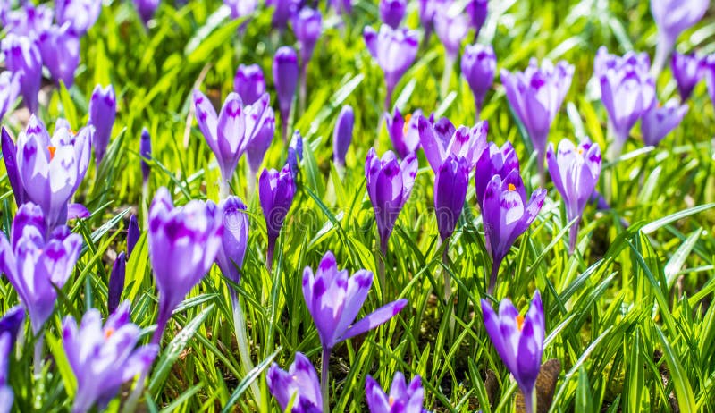 The Field with Crocuses in the Wild Nature Stock Photo - Image of ...