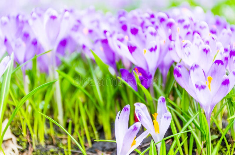 The Field with Crocuses in the Wild Nature Stock Photo - Image of ...