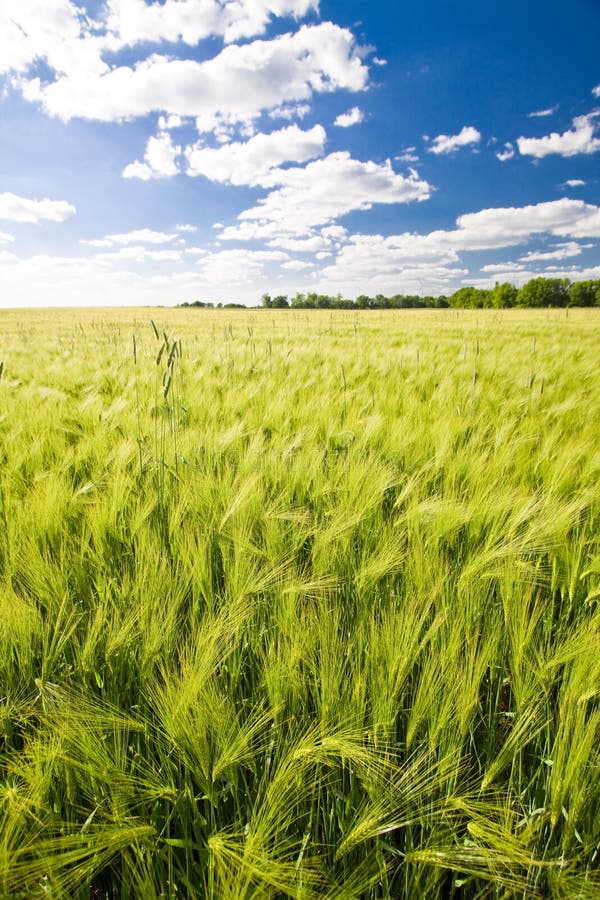 Field of crop stock image. Image of yield, crop, cereal - 23693515